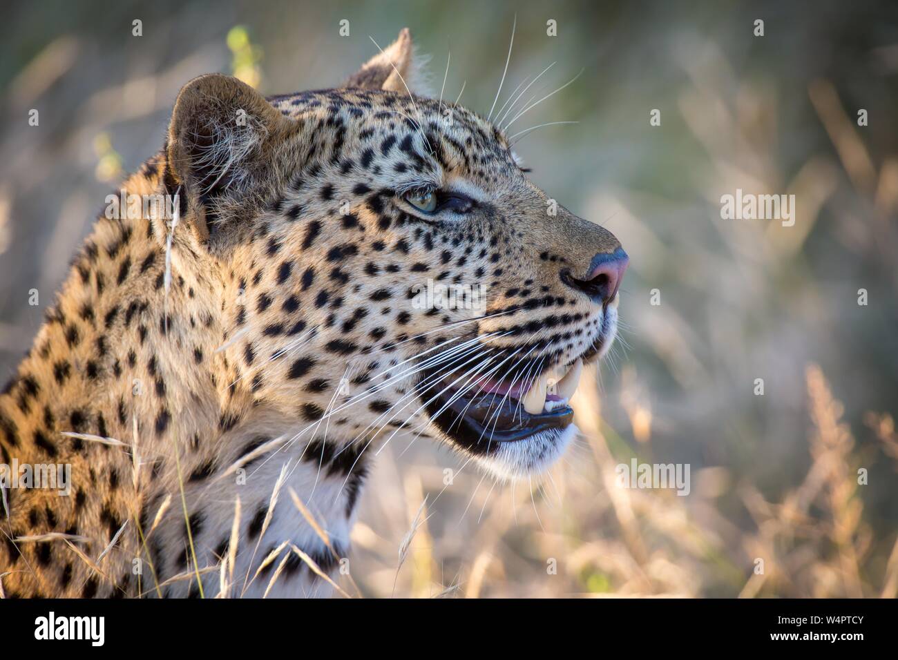 African Leopard (Panthera pardus) looks into the distance, animal ...