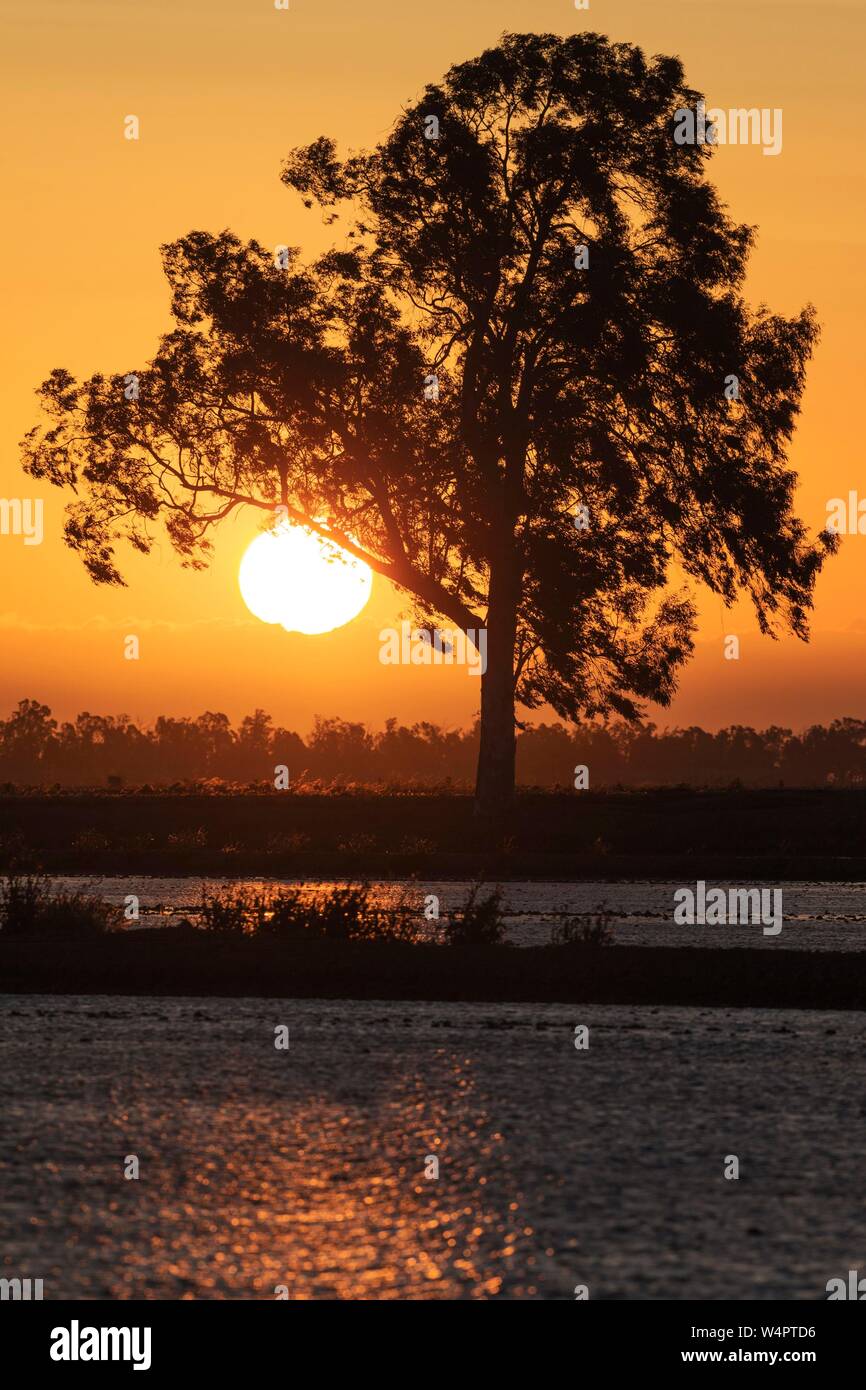 Flooded rice field at sunrise, Ebro Delta Nature Reserve, Tarragona ...