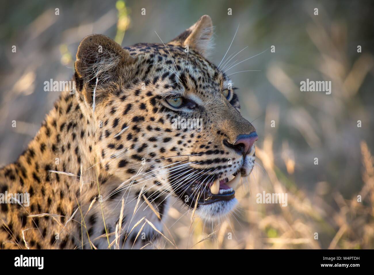 African Leopard (Panthera pardus) looks into the distance, animal ...