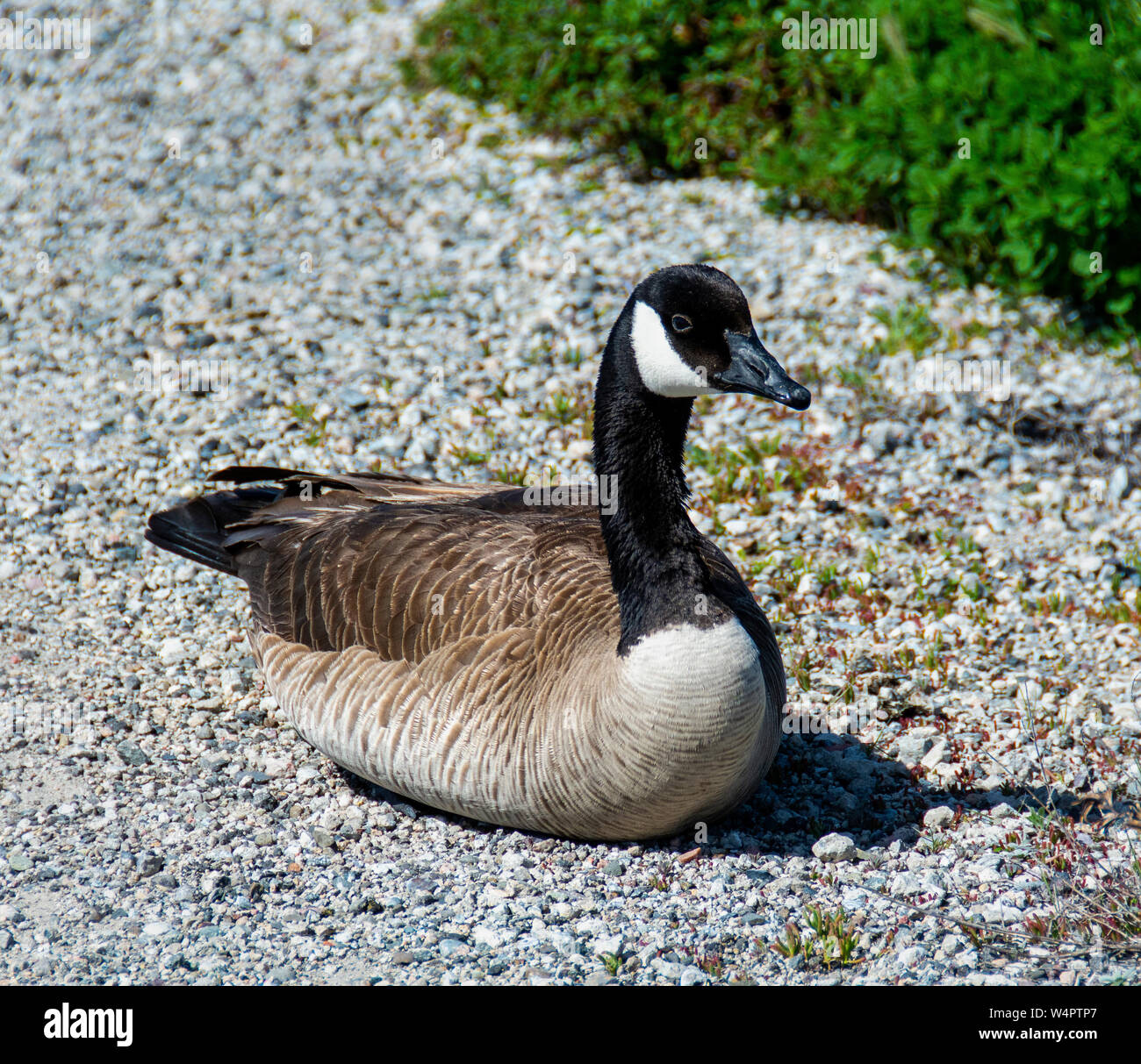 Canada goose branta canadensis sitting hi-res stock photography and ...