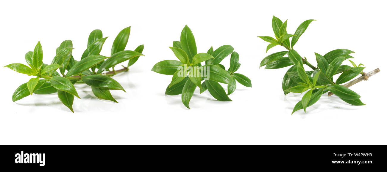 natural of leaf isolated on white background Stock Photo - Alamy