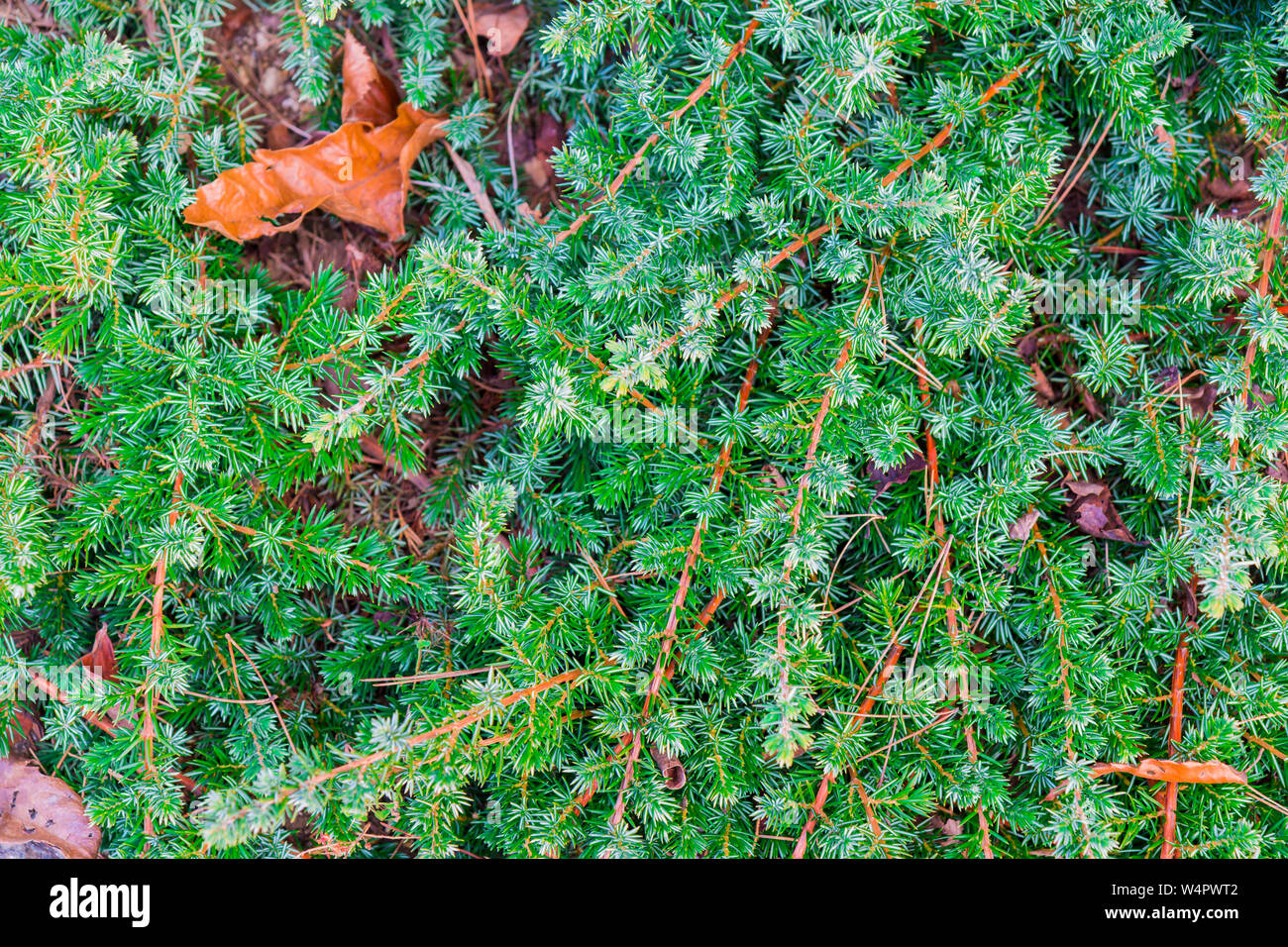 green grass Prickly small plant green background Stock Photo - Alamy