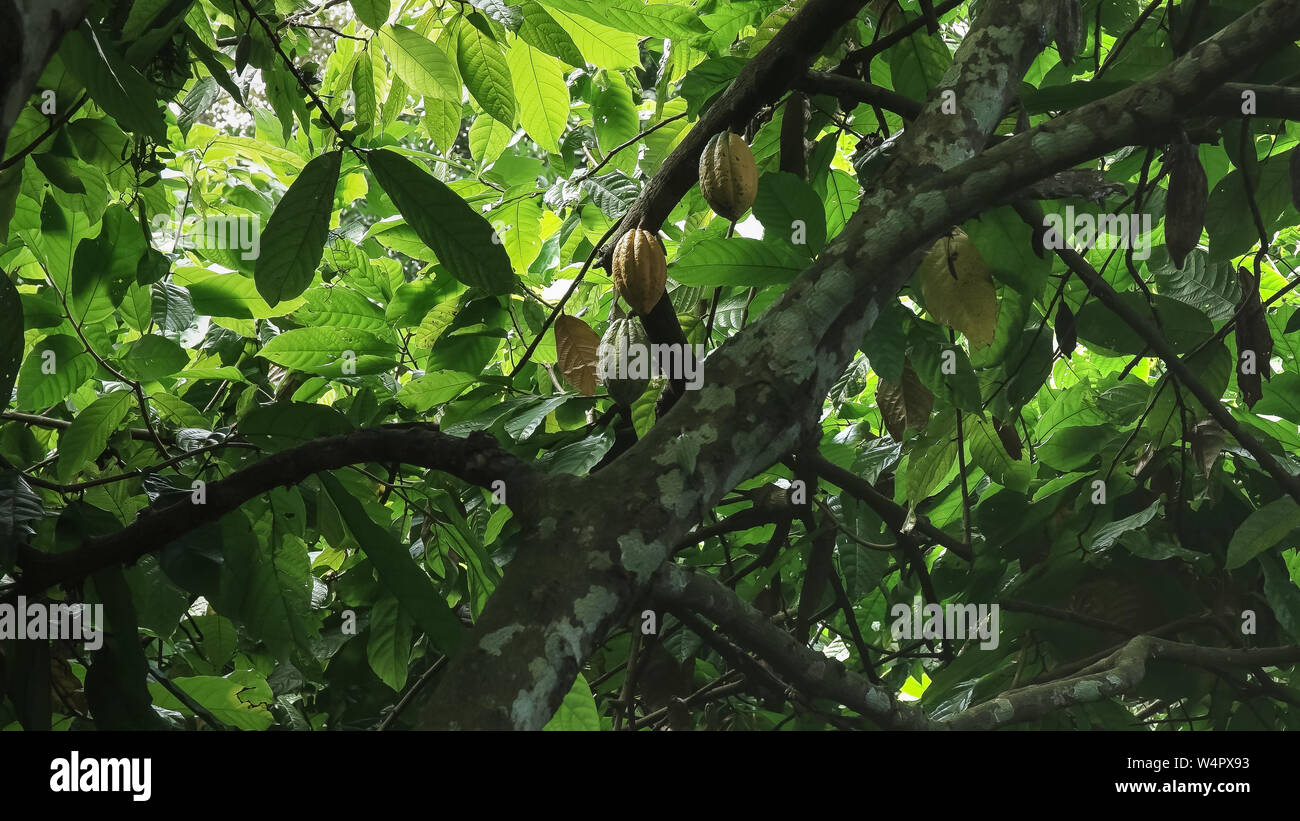 Cacao tree in rainforest hi-res stock photography and images - Alamy