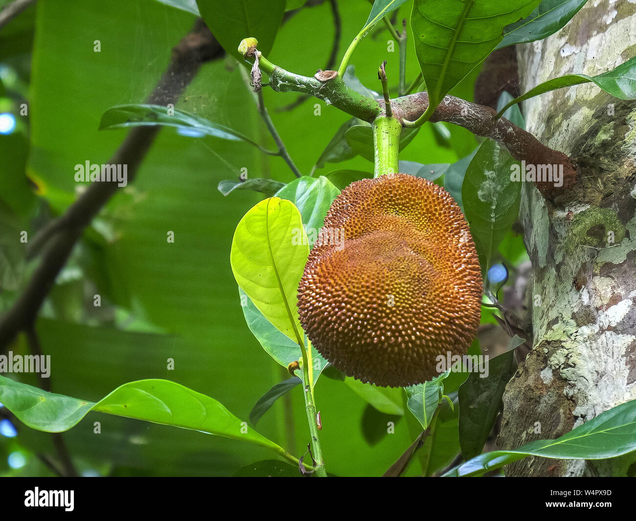 a jackfruit growing on a tree at a plantation on bali Stock Photo - Alamy