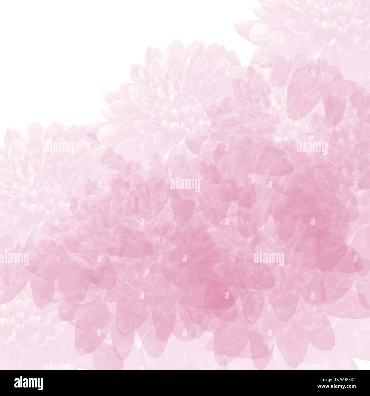 pink hand drawn watercolor transparent floral background pattern with ...