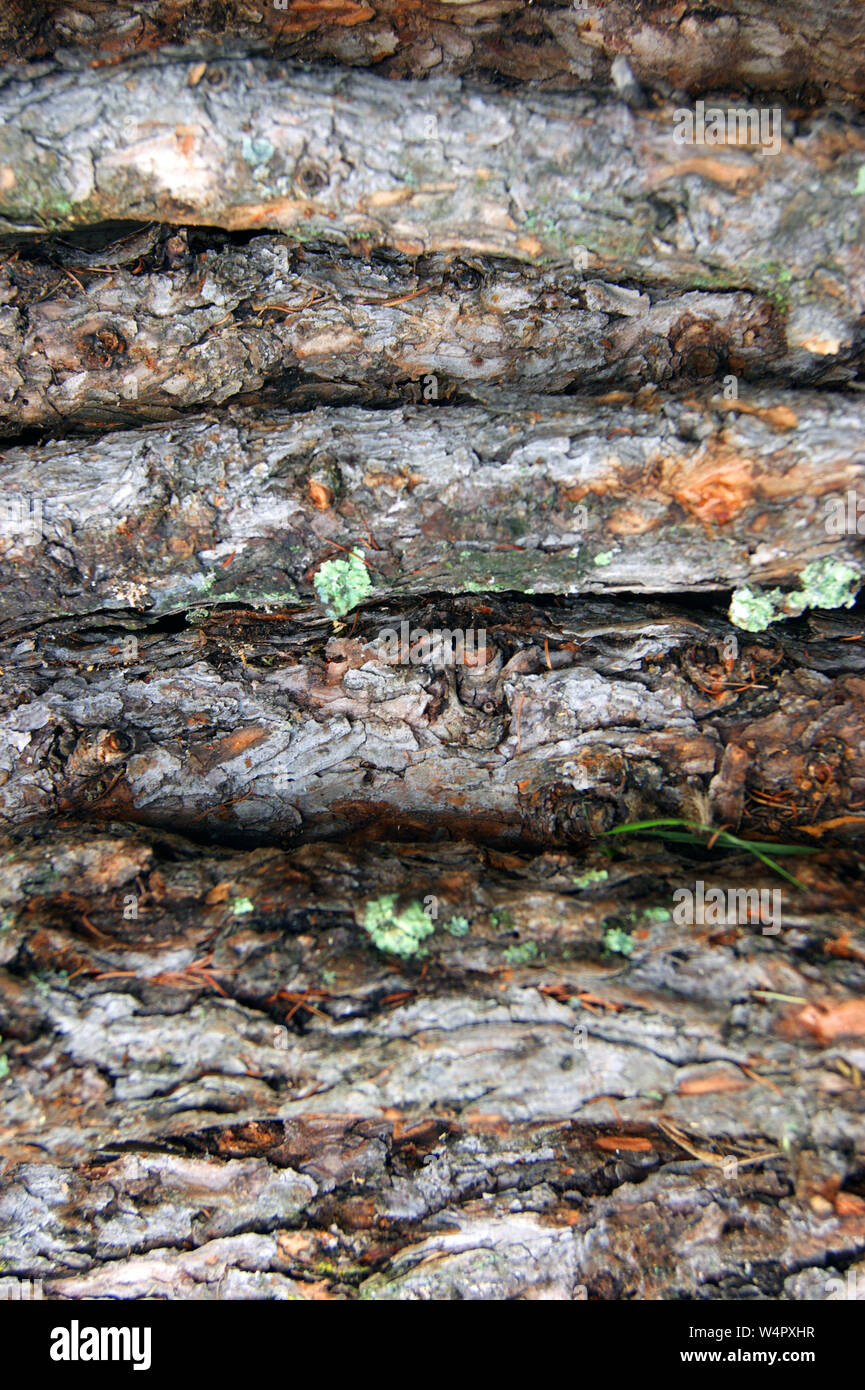 Leafy firewood from branches tree background.Firewood of the larch ...