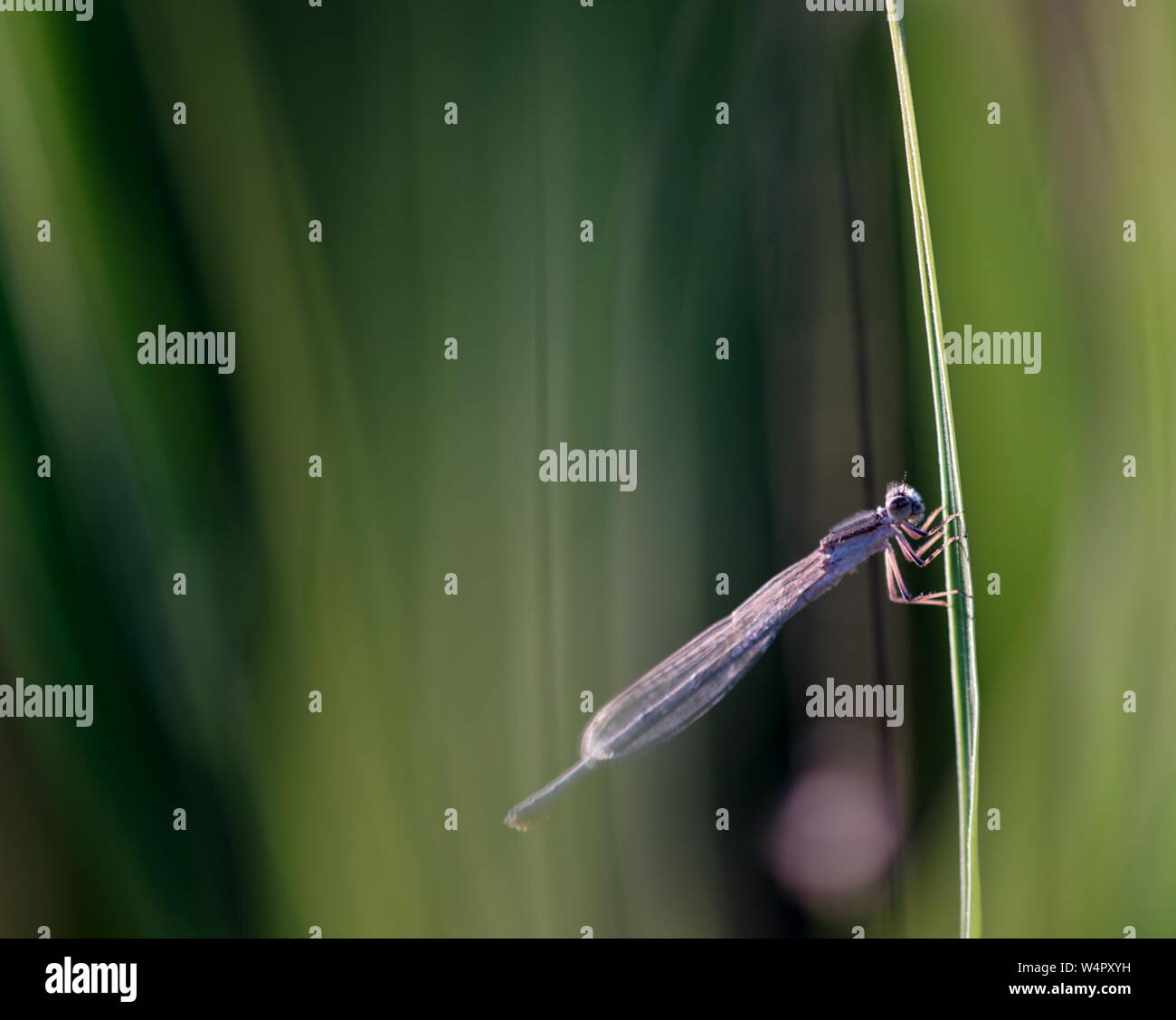 Macro of a Narrow-winged Damselfly Stock Photo - Alamy