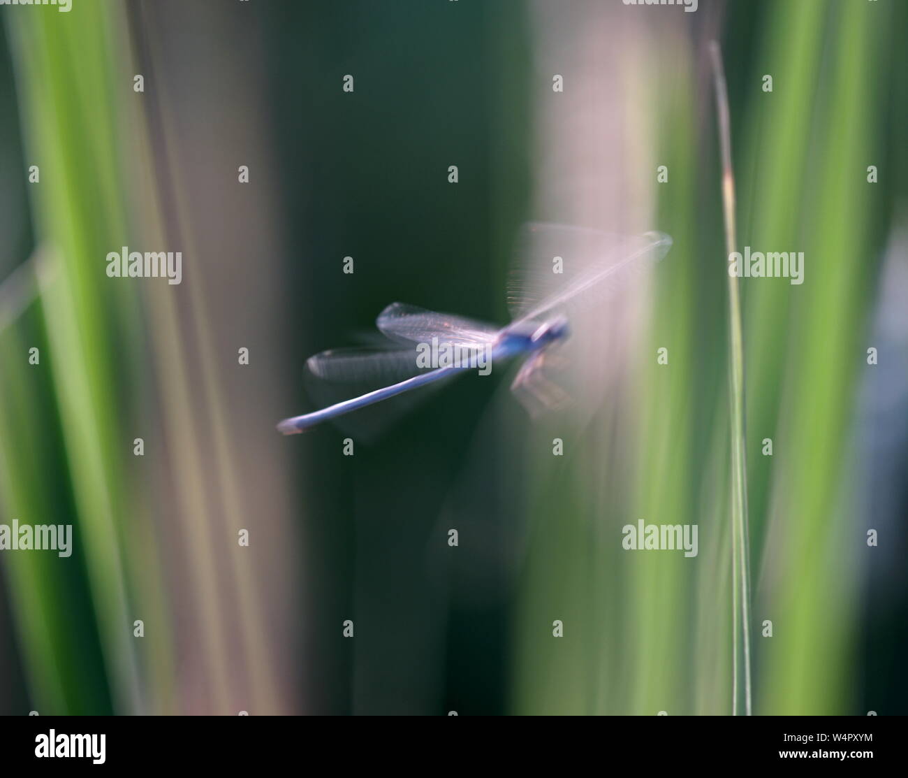 Macro of a Narrow-winged Damselfly Stock Photo - Alamy