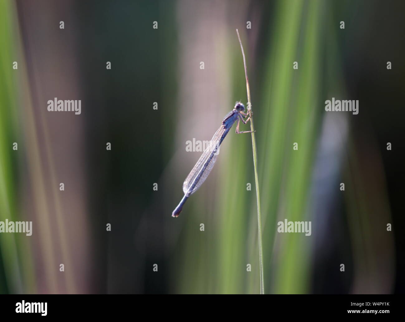 Narrow wings hi-res stock photography and images - Alamy