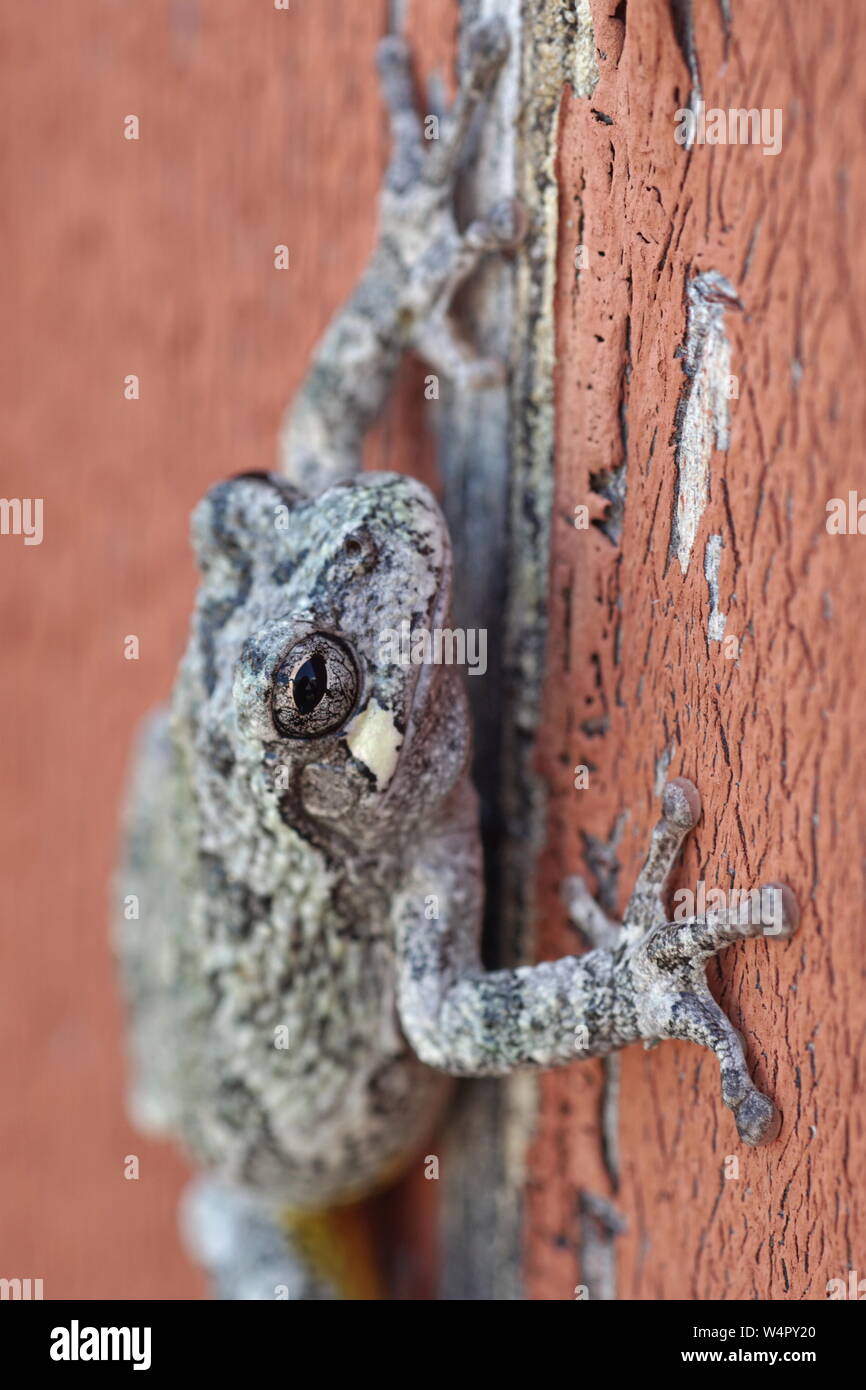 Frog fence hi-res stock photography and images - Alamy