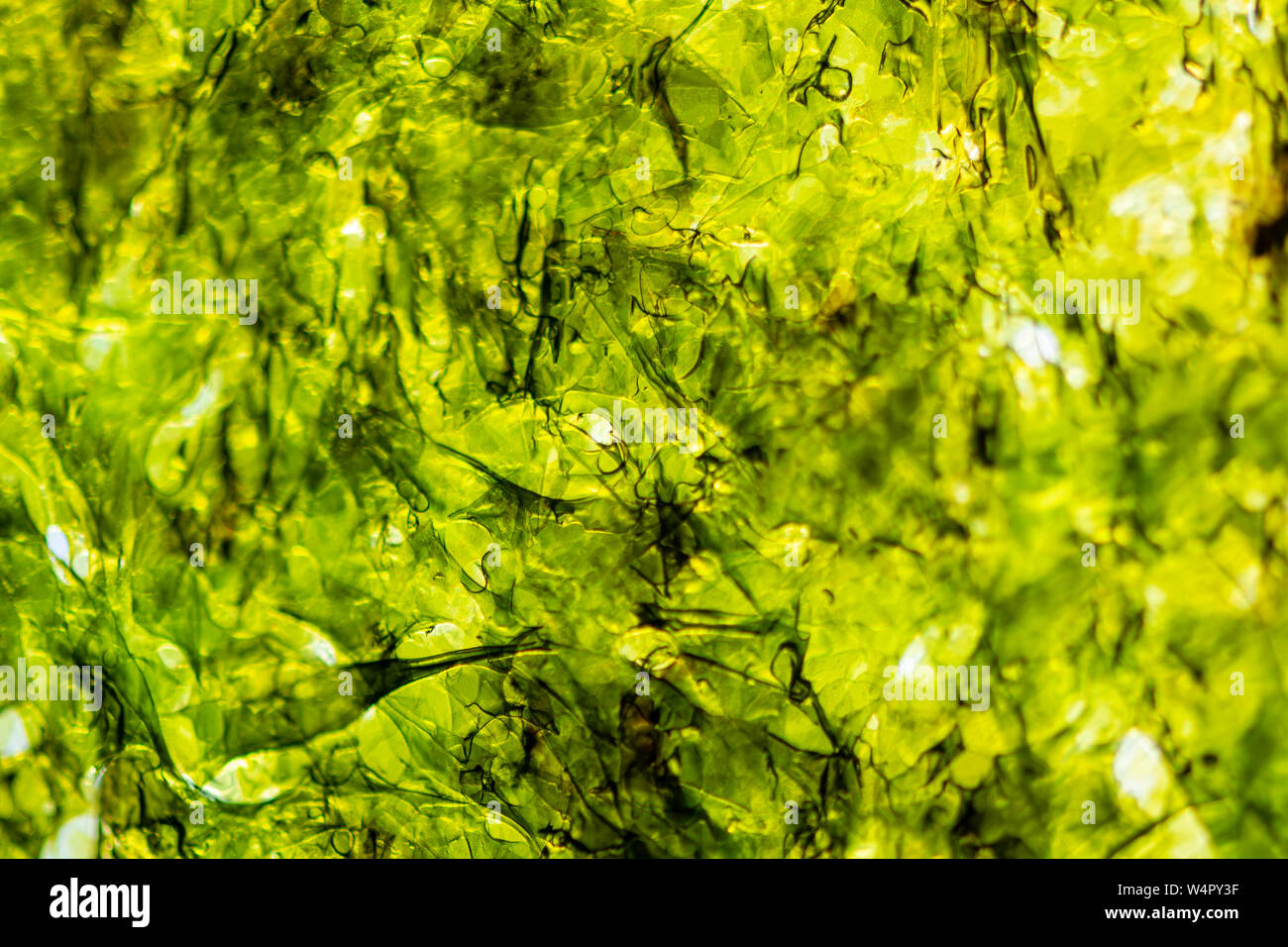 Dried seaweed sheet hi-res stock photography and images - Alamy