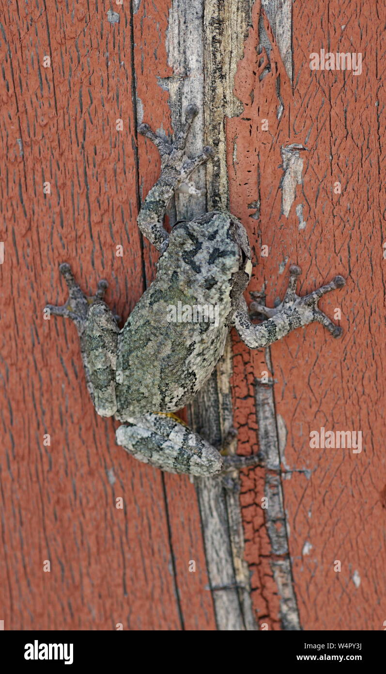 Frog fence hi-res stock photography and images - Alamy