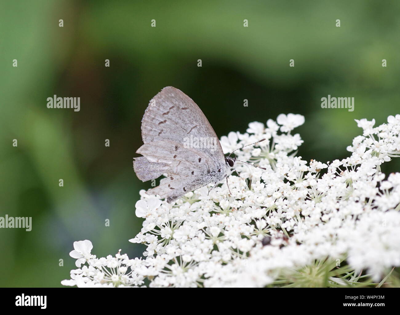 white butterfly on queen anne's lace Stock Photo - Alamy