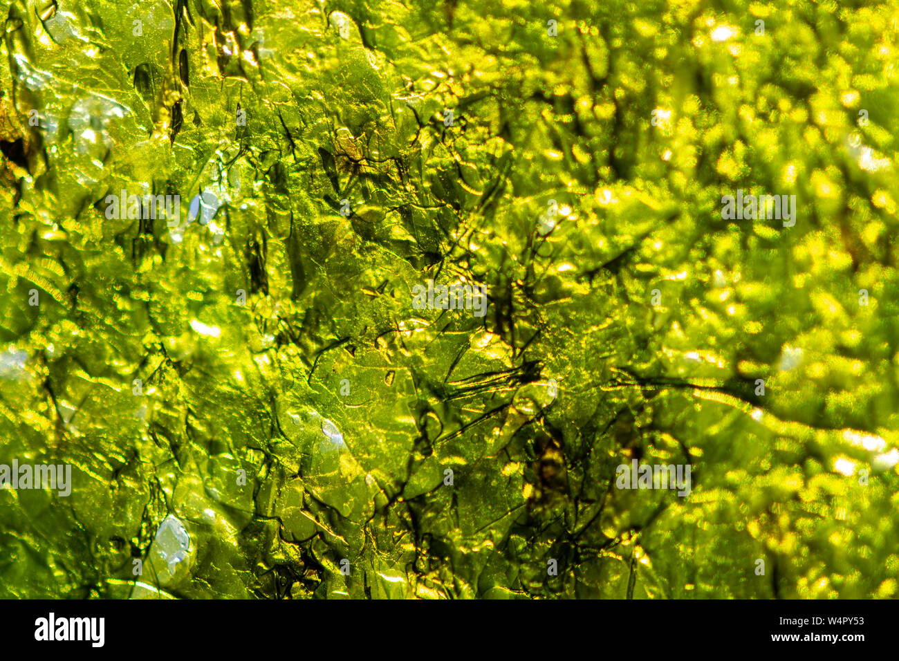 Texture of seaweed hi-res stock photography and images - Alamy