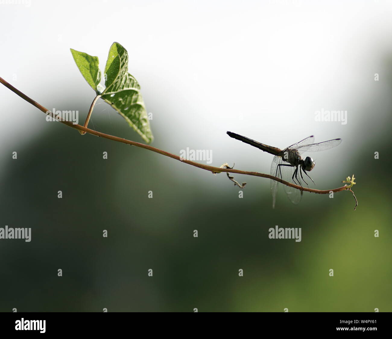 Dragonfly rest hi-res stock photography and images - Alamy