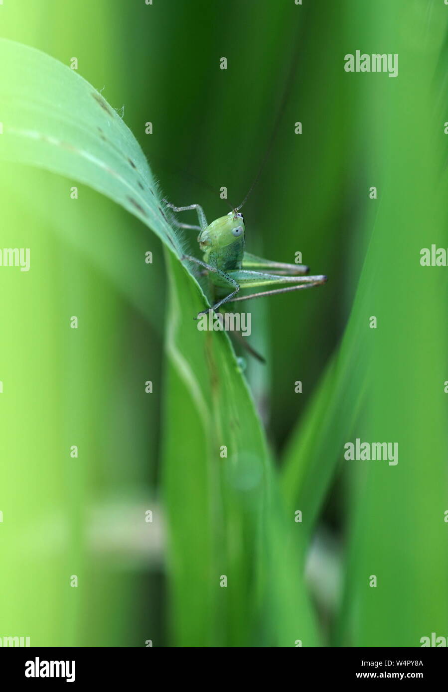 Small green grasshopper at rest on a blade of grass Stock Photo - Alamy