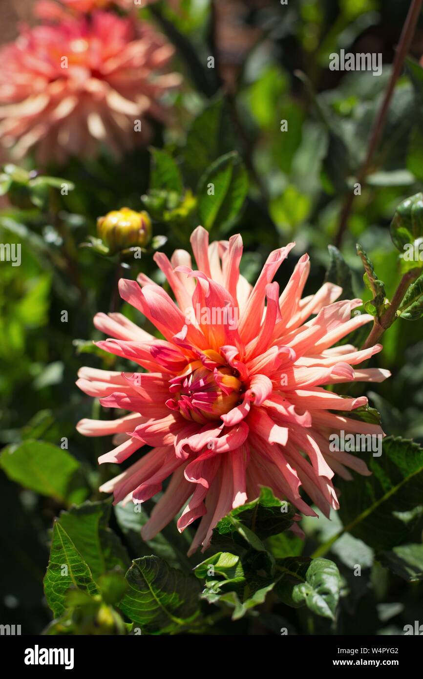 Dahlia sunset hi-res stock photography and images - Alamy