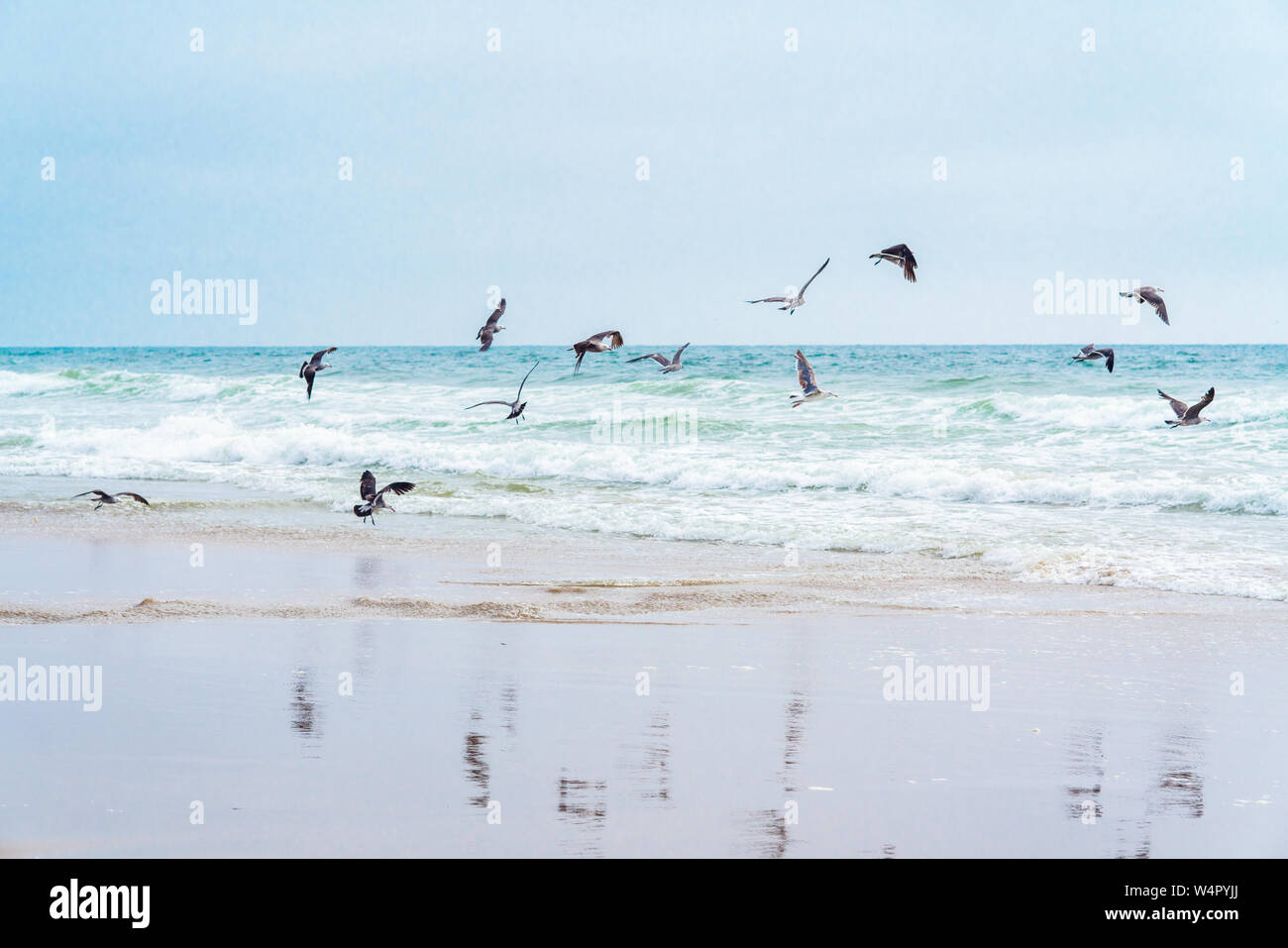 Flock of Birds on the Beach, Pacific Ocean, California Stock Photo - Alamy