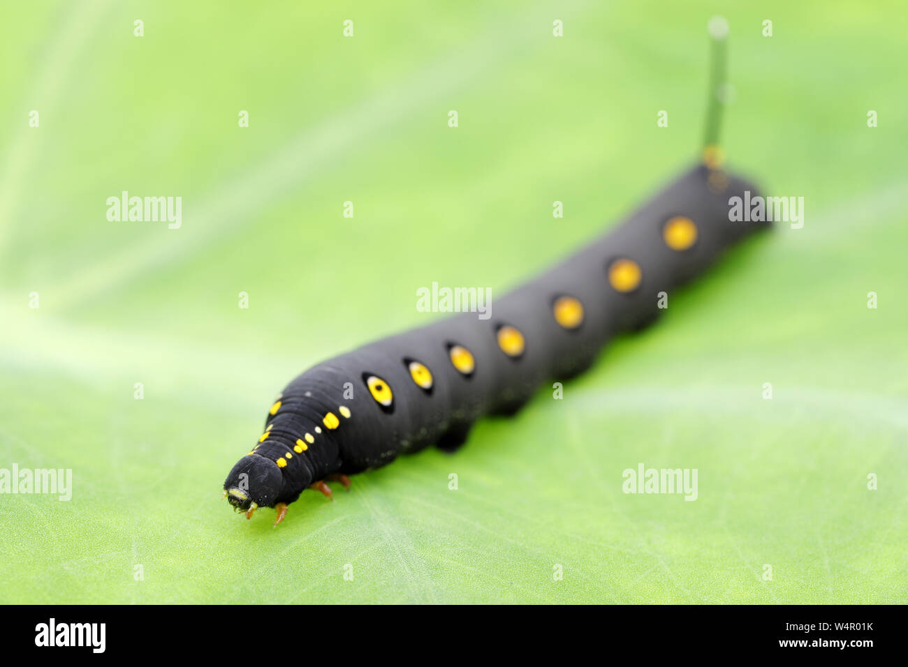 Black caterpillar hi-res stock photography and images - Alamy