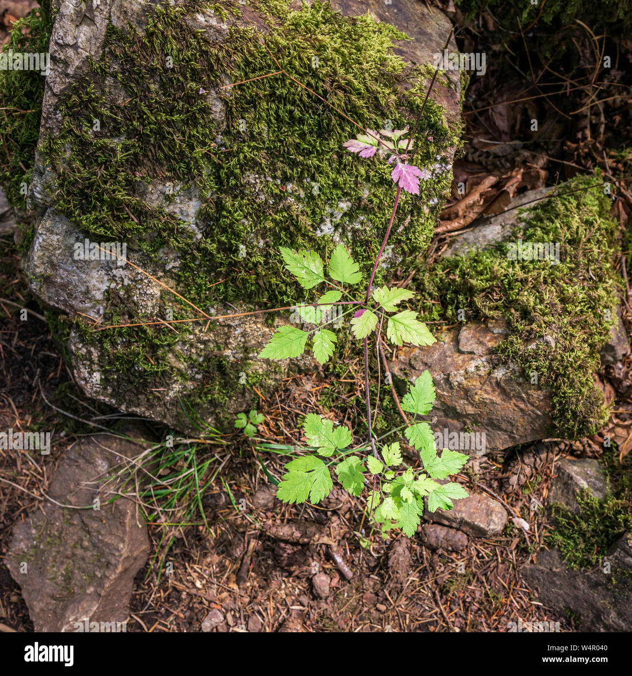 green summer forest at vancouver island canada summer time Stock Photo ...