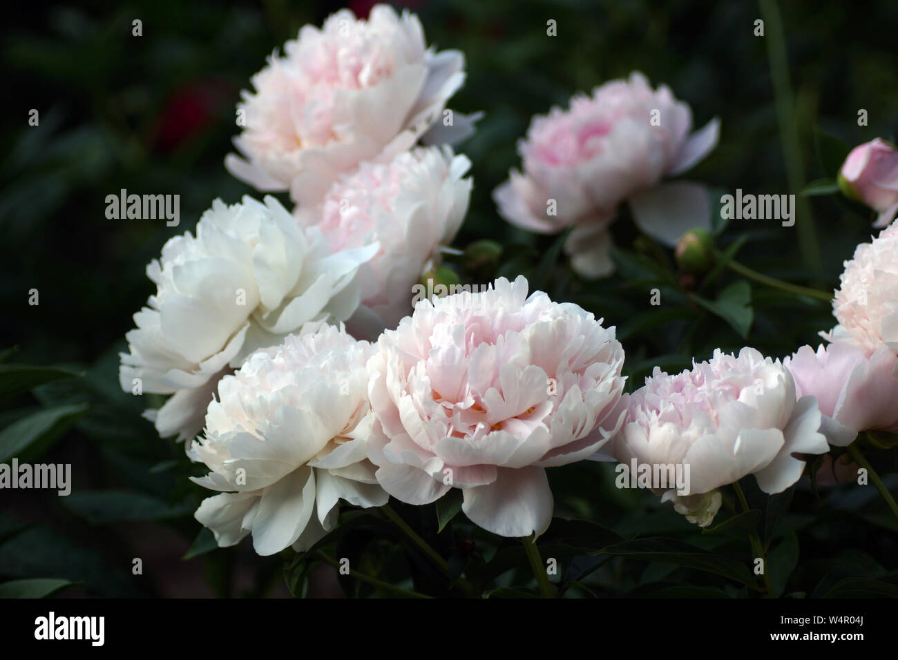 Common peonies hi-res stock photography and images - Alamy