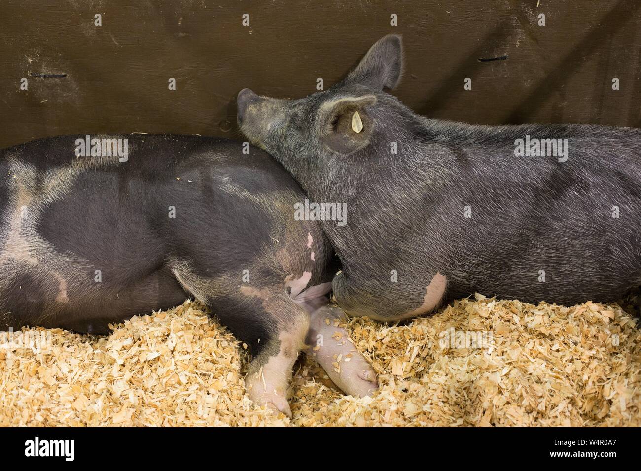 A pig resting its head on another pig's rear end, at the Lane County ...