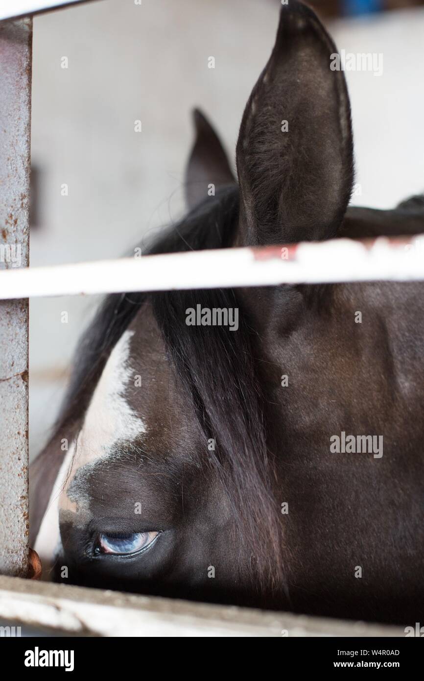 Close up of the bright blue eye of a Tennessee Walker Mare horse at the ...