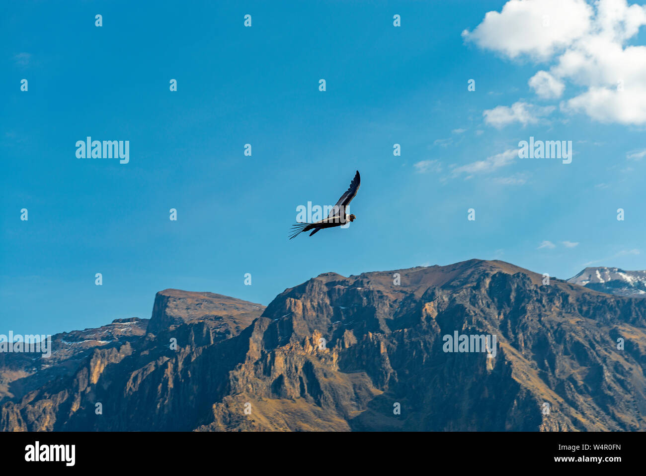 An Andean Condor (Vultur gryphus) flying above the highest mountain ...