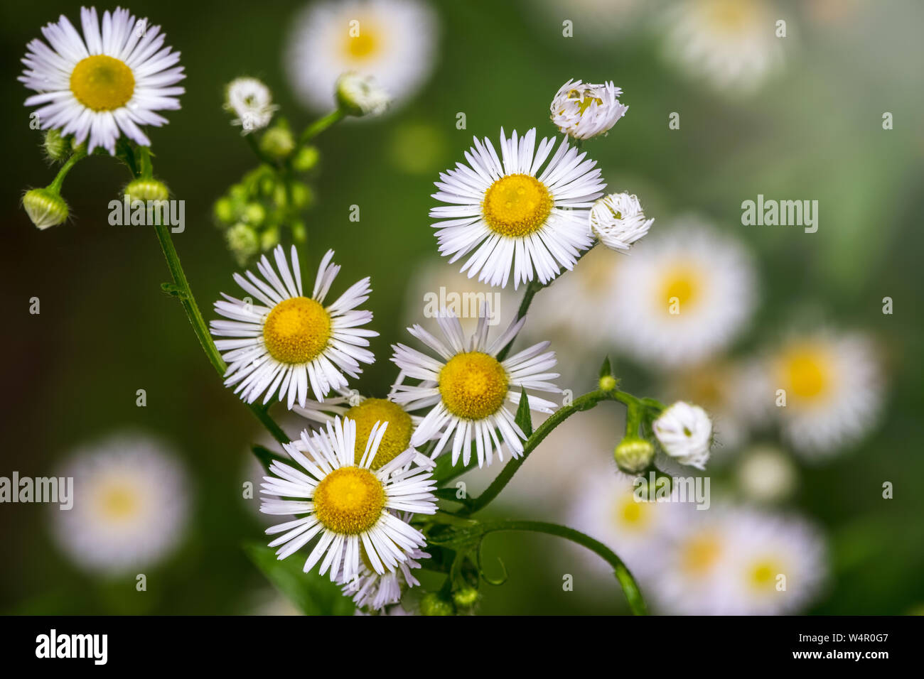 White and yellow daisy flowers on a green blurred background ...