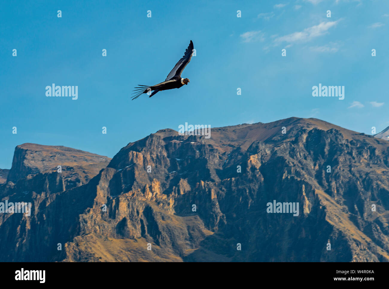 Andean Condor (Vultur gryphus) flying above the Andes mountain peaks of ...