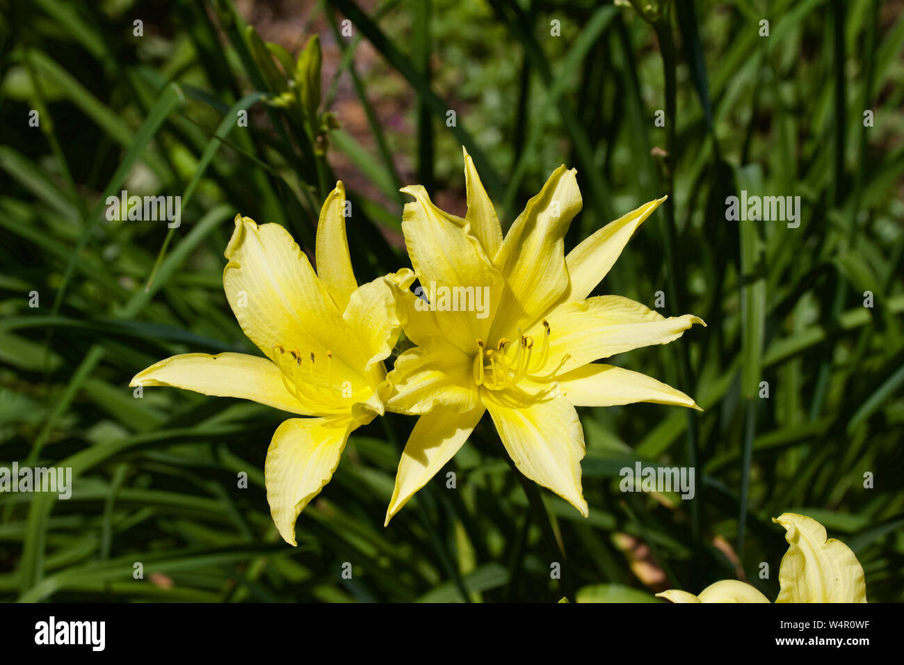 Close up view of beautiful bright yellow daylily flowers in a garden ...