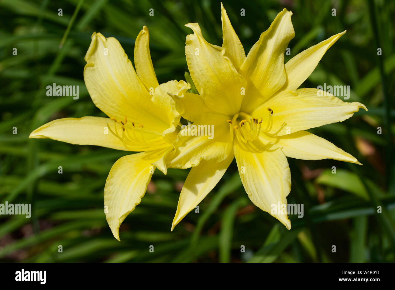 Close up view of beautiful bright yellow daylily flowers in a garden ...