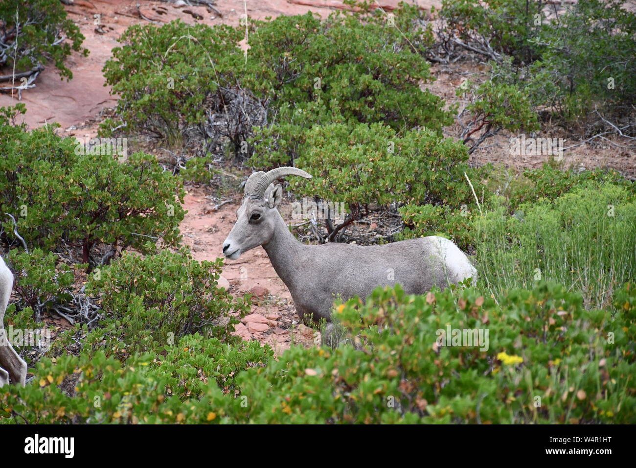 One Desert Bighorn Seep Stock Photo - Alamy