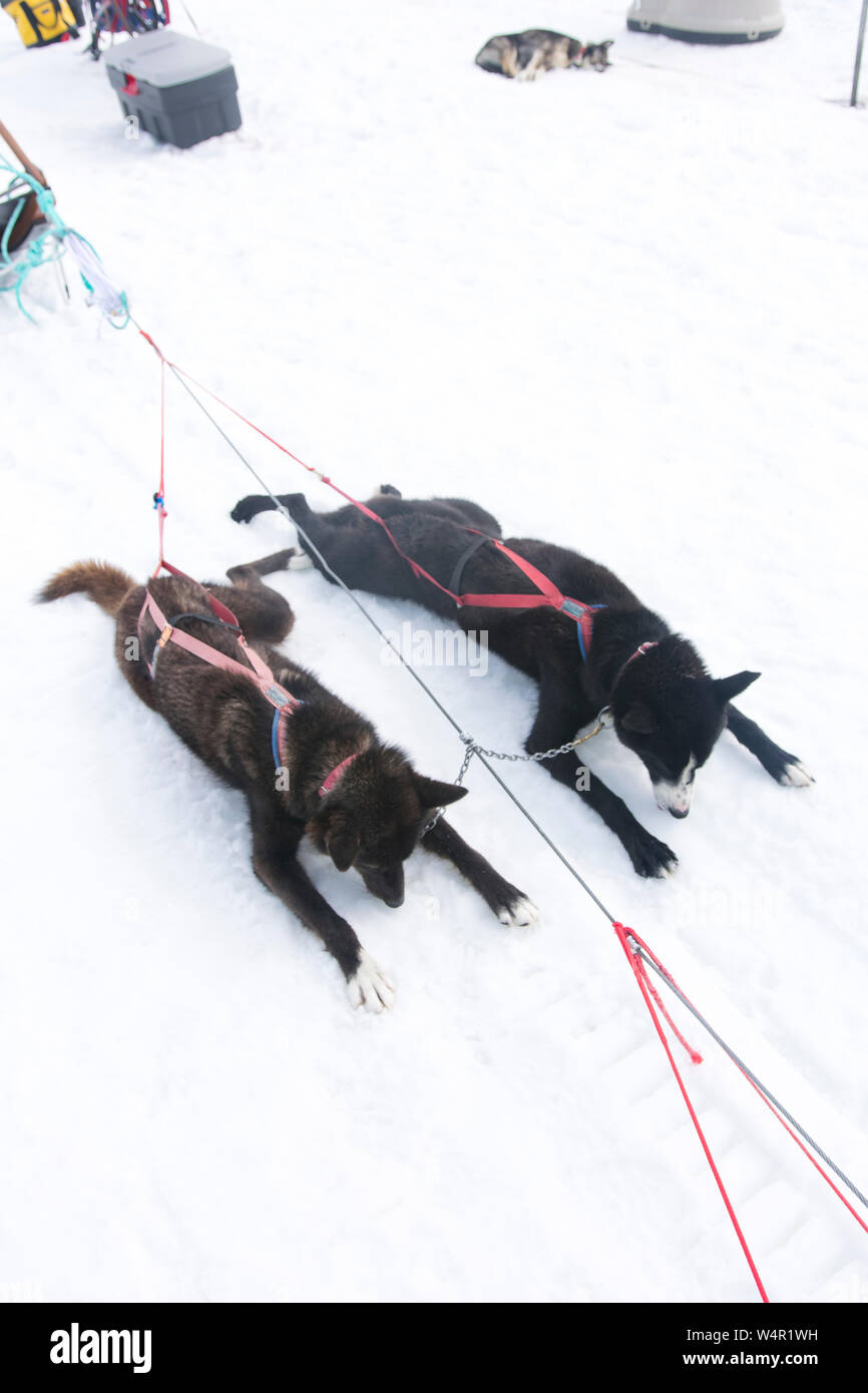 Dogs cooling off on Norris Glacier, Alaska Stock Photo - Alamy