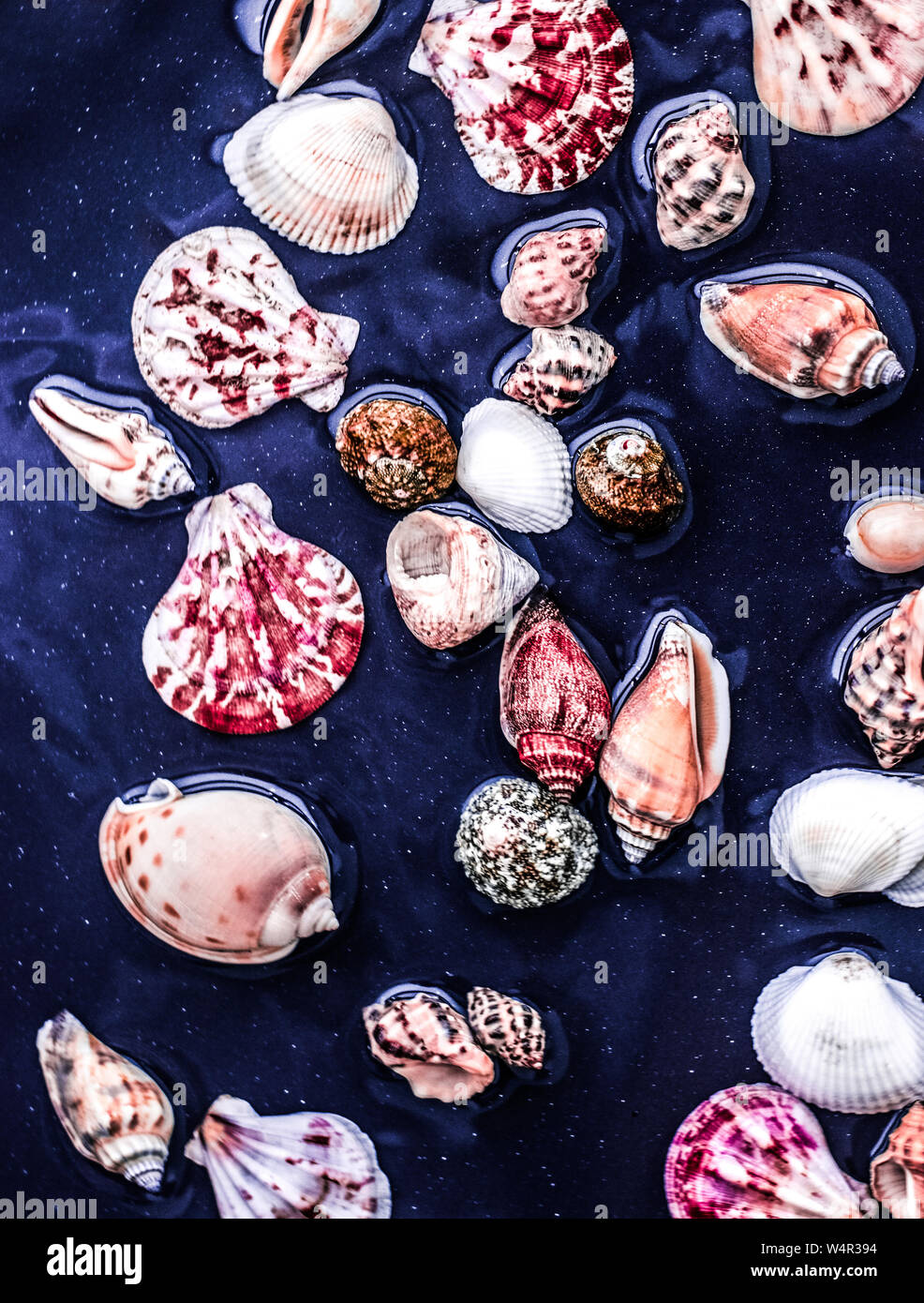 Ocean, nature texture and coastal vacation concept - Sea shell ...