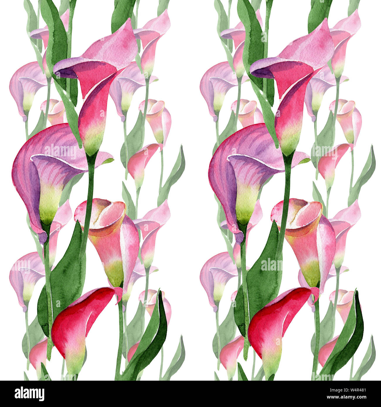 Pink calla floral botanical flower. Watercolor background illustration ...
