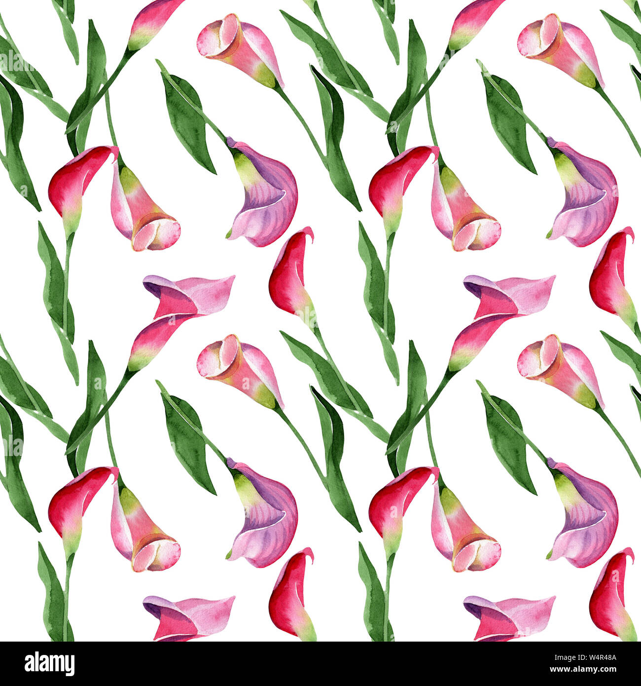 Pink calla floral botanical flower. Watercolor background illustration ...