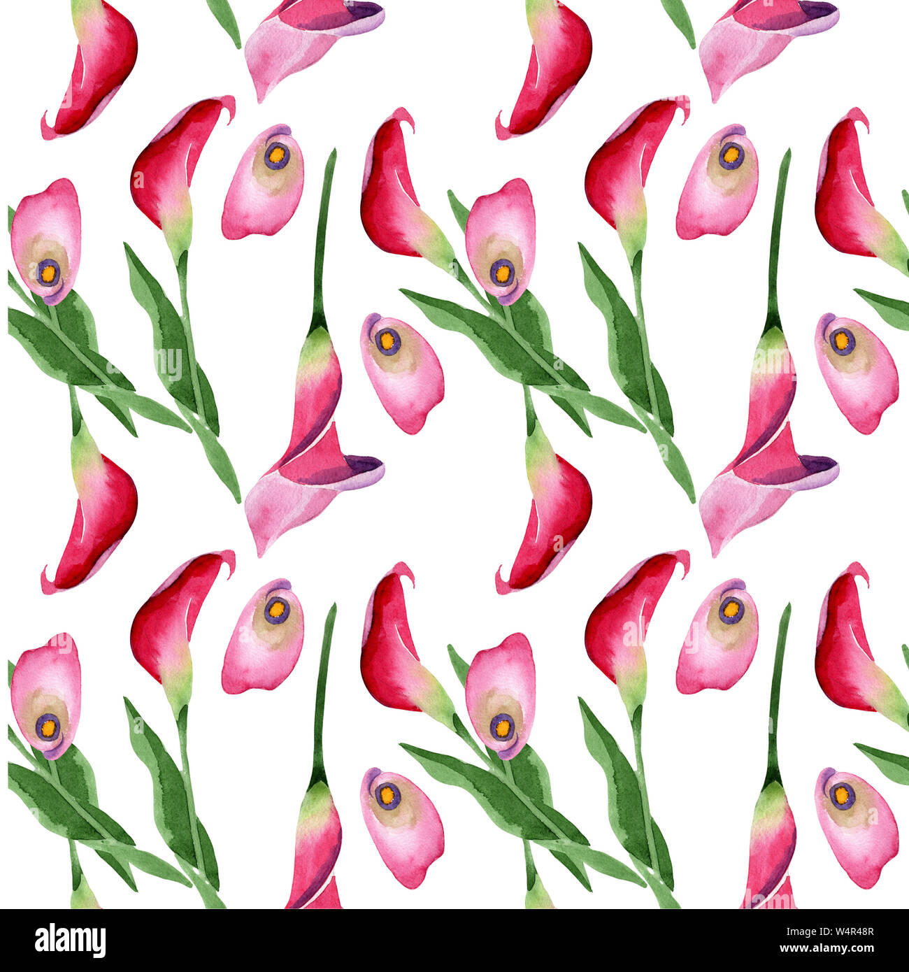 Pink calla floral botanical flower. Watercolor background illustration ...