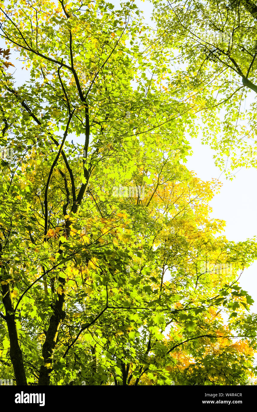 Fall beauty, weather and seasons concept - Autumn nature scene ...