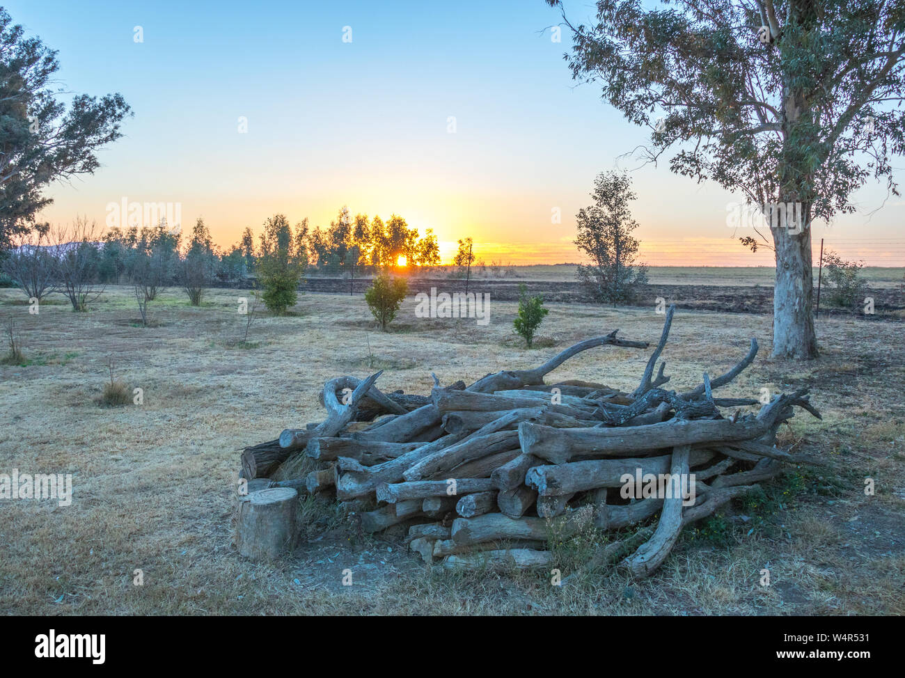 Logs and dry grass in a field covered with frost at sunrise on a ...