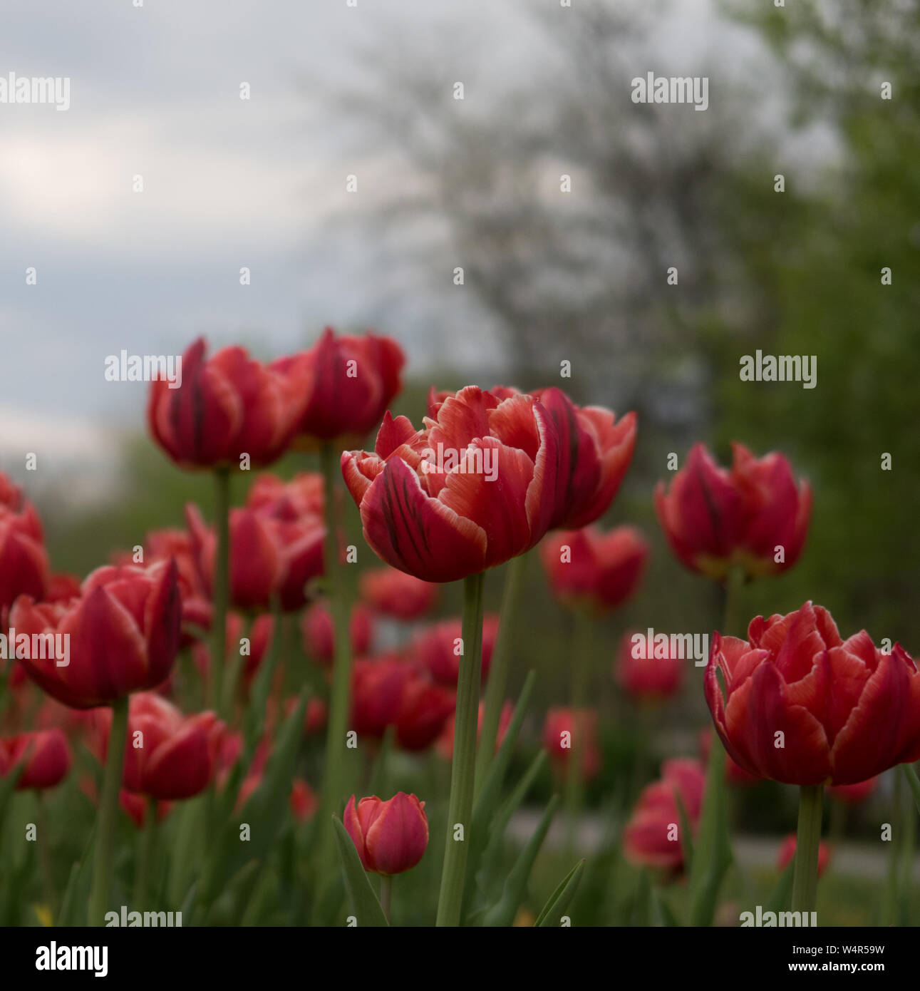Fiery stems hi-res stock photography and images - Alamy
