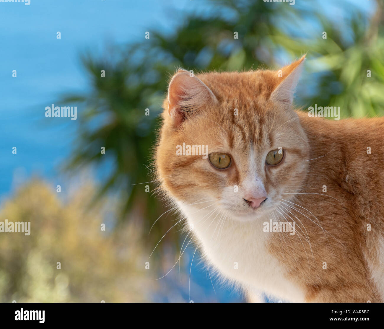 Beautiful orange and white cat hi-res stock photography and images - Alamy