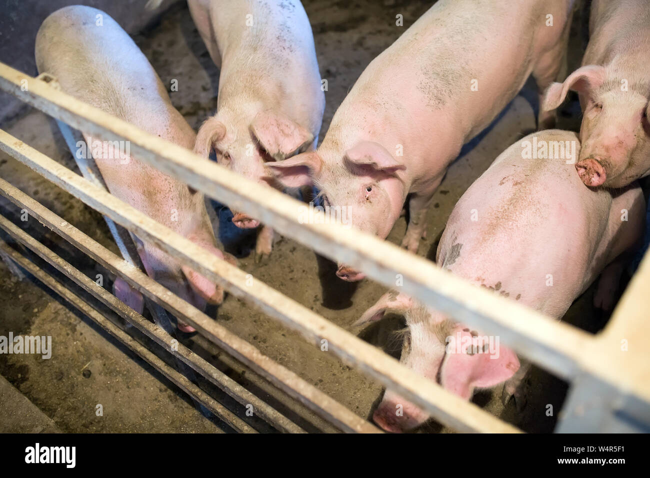 View of Inside of Big breeding pig farm Stock Photo - Alamy