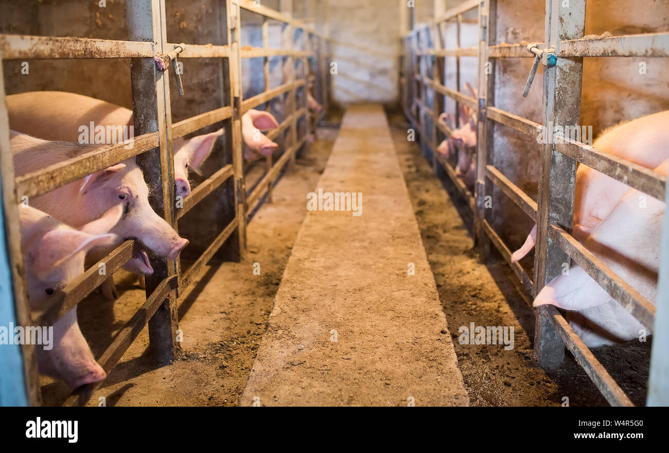 View of Inside of Big breeding pig farm Stock Photo - Alamy