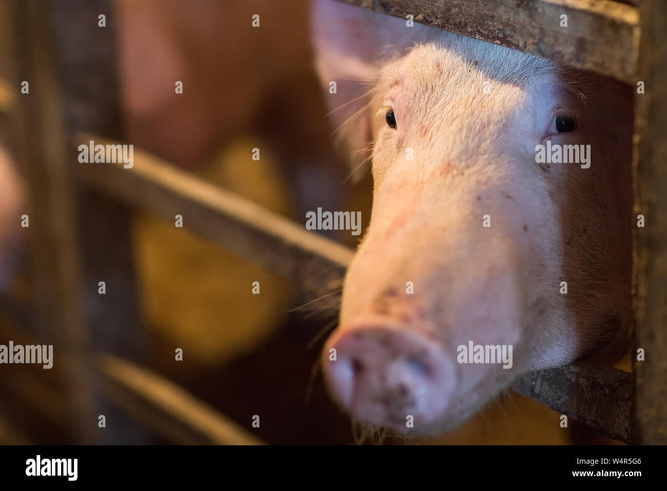 View of Inside of Big breeding pig farm Stock Photo - Alamy