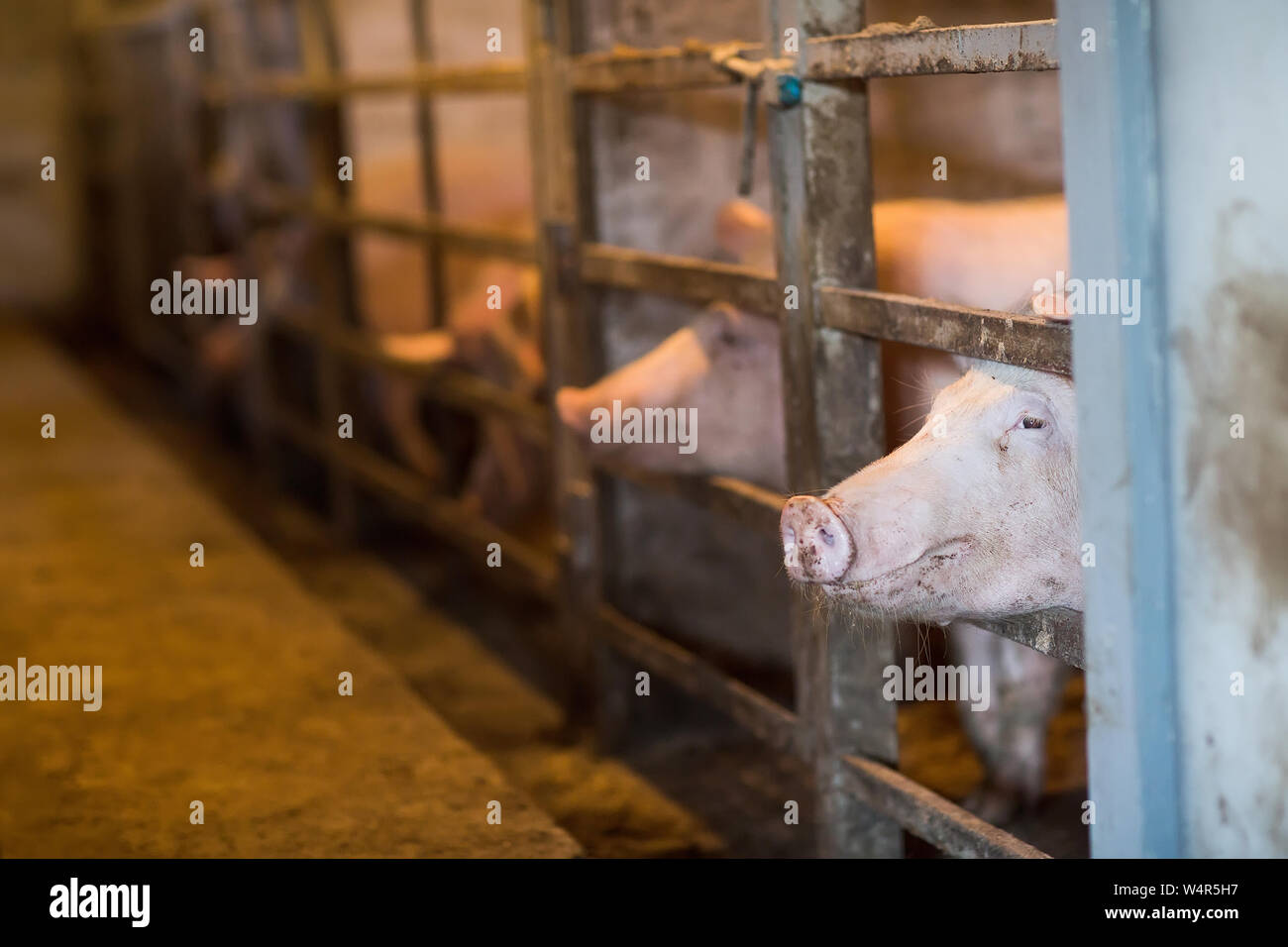 View of Inside of Big breeding pig farm Stock Photo - Alamy