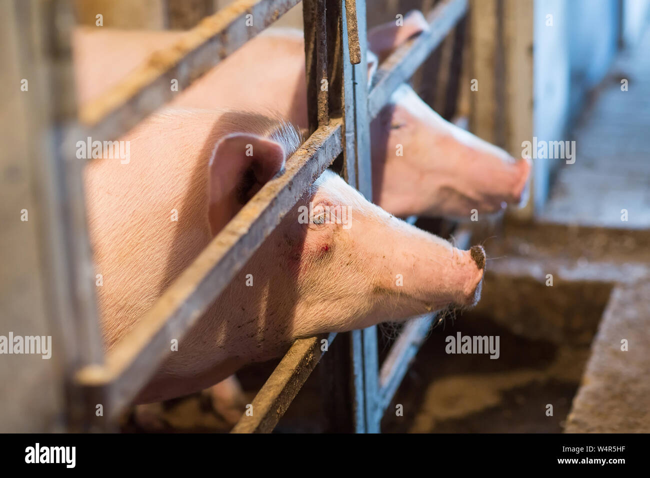View of Inside of Big breeding pig farm Stock Photo - Alamy