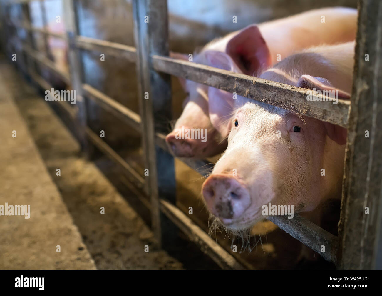 View of Inside of Big breeding pig farm Stock Photo - Alamy
