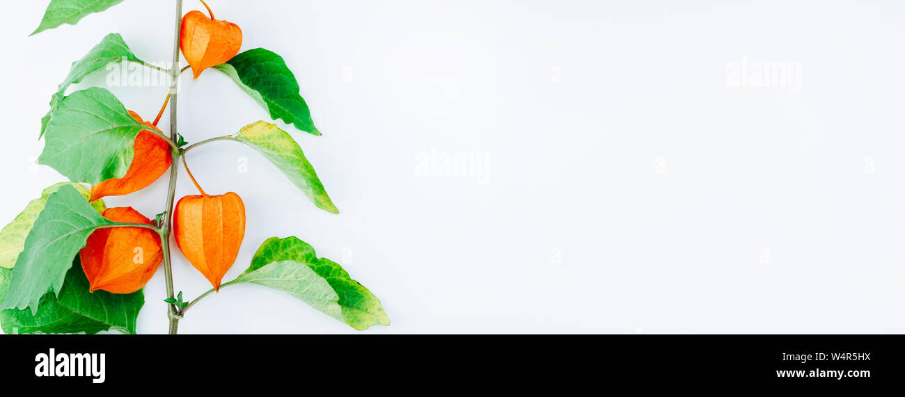 Orange Flower of physalis alkekengi isolated on white background ...