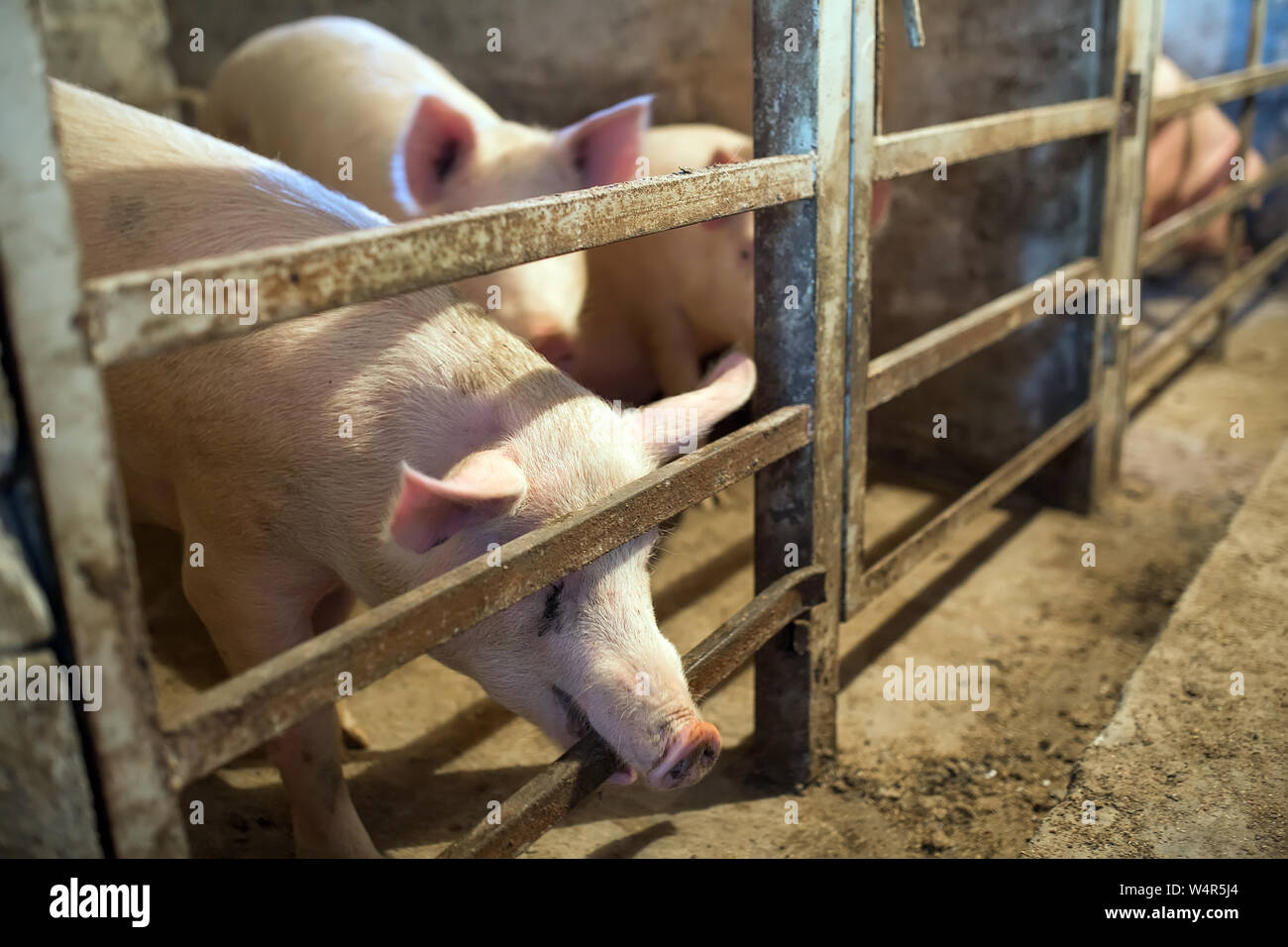 View of Inside of Big breeding pig farm Stock Photo - Alamy